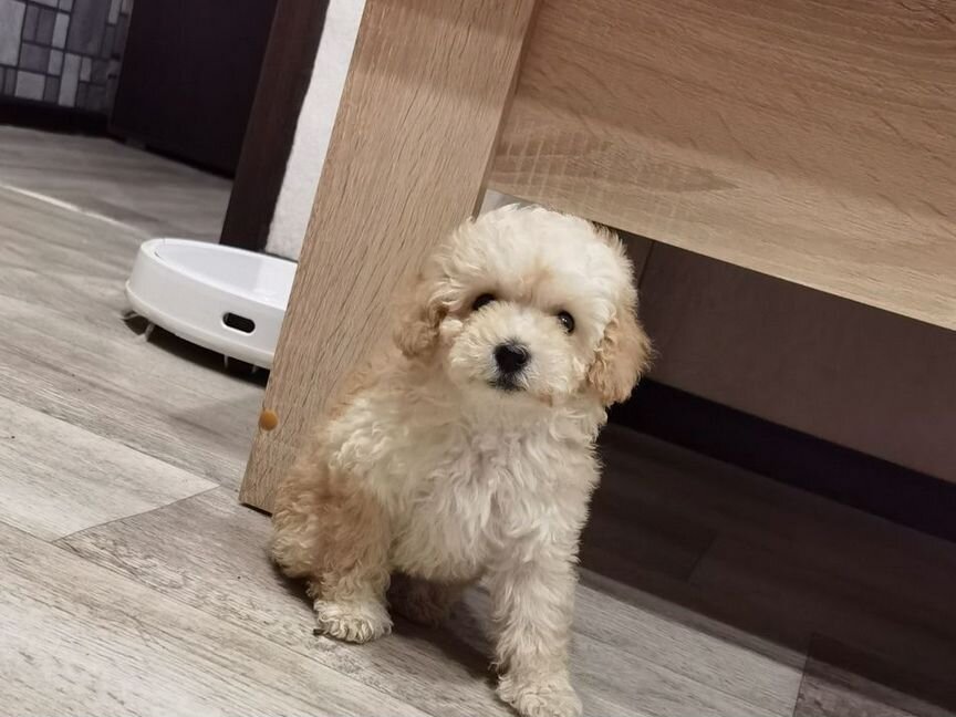 Малышка мальтипу ф1