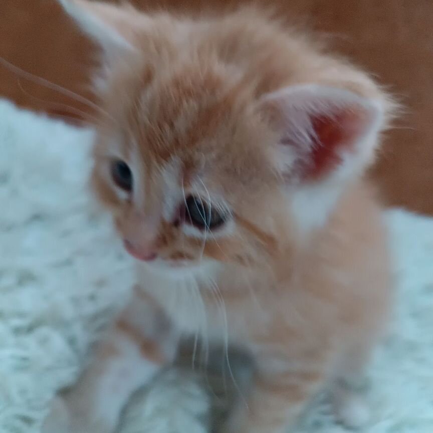 Рыжий котенок