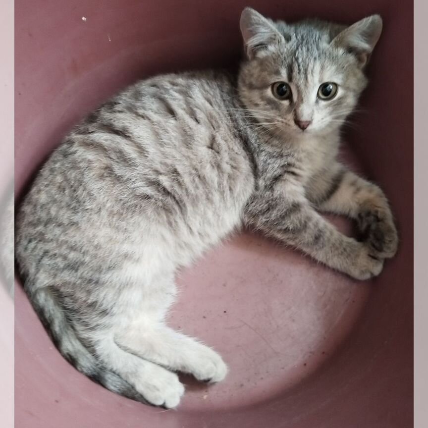 Котята от кошки крысоловки