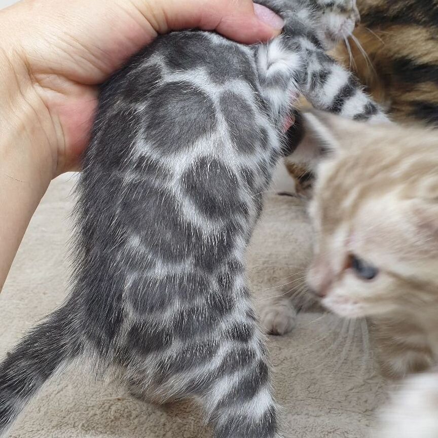 Бенгальская