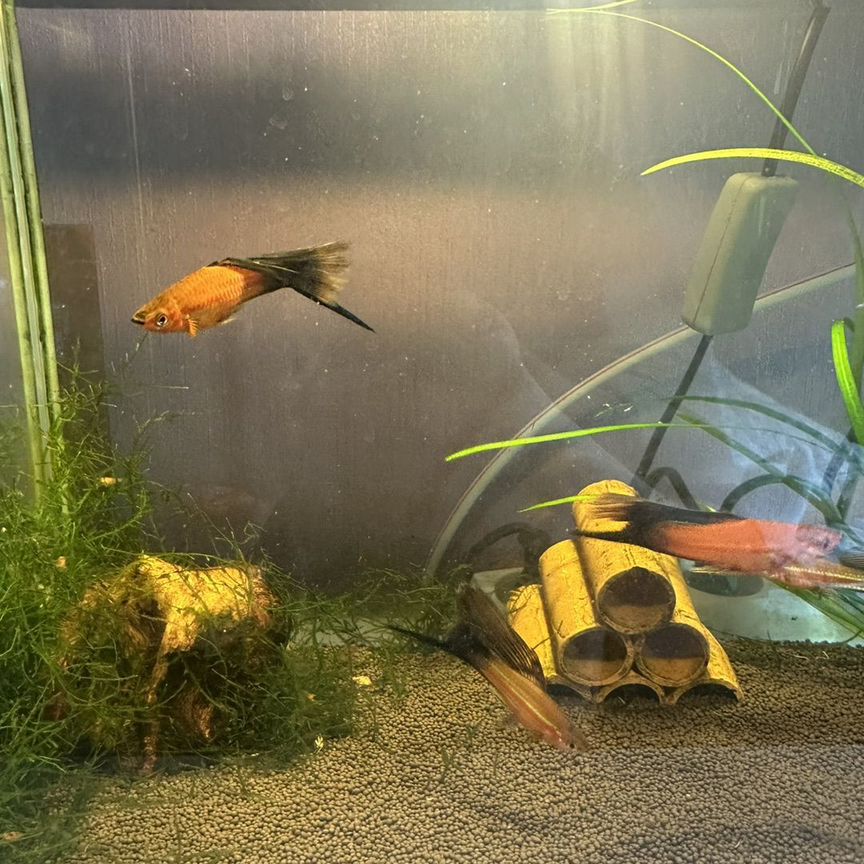 Флаговый меченосец