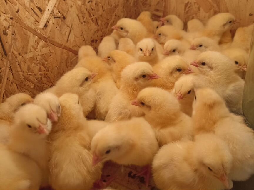 Цыплята бройлеры
