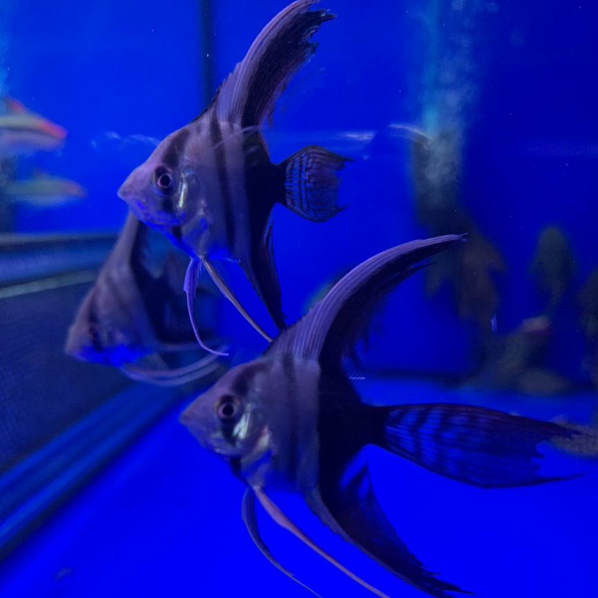 Скалярия биколор