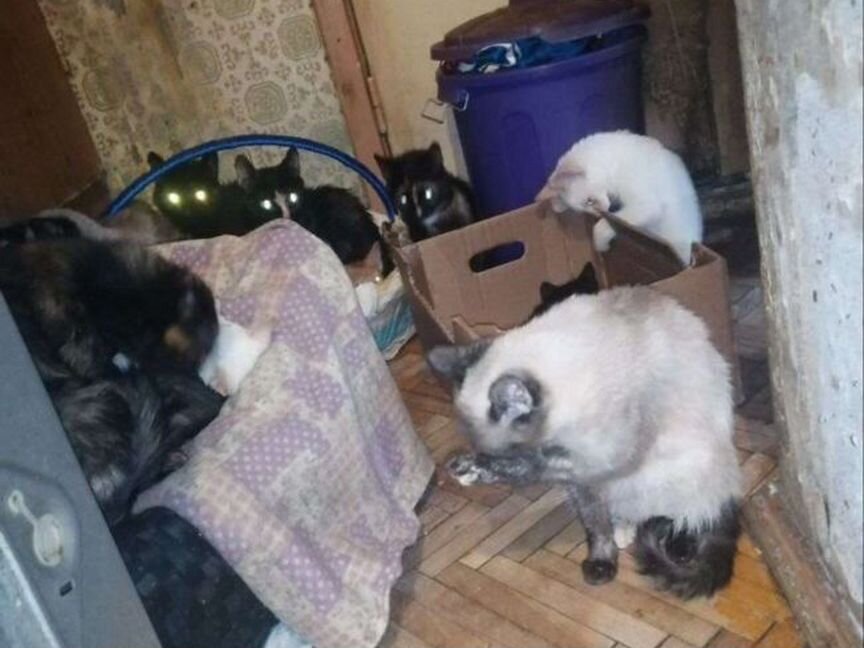 Soshelp Сумасшедшая бабка плодит кошек в Москве