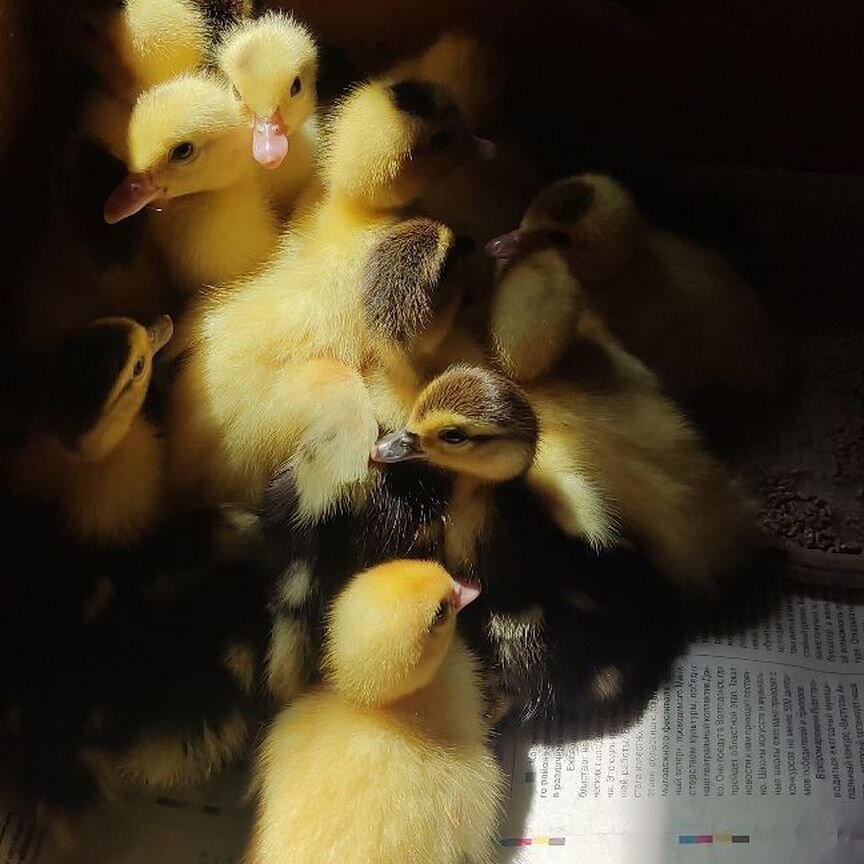 Утята шипуны