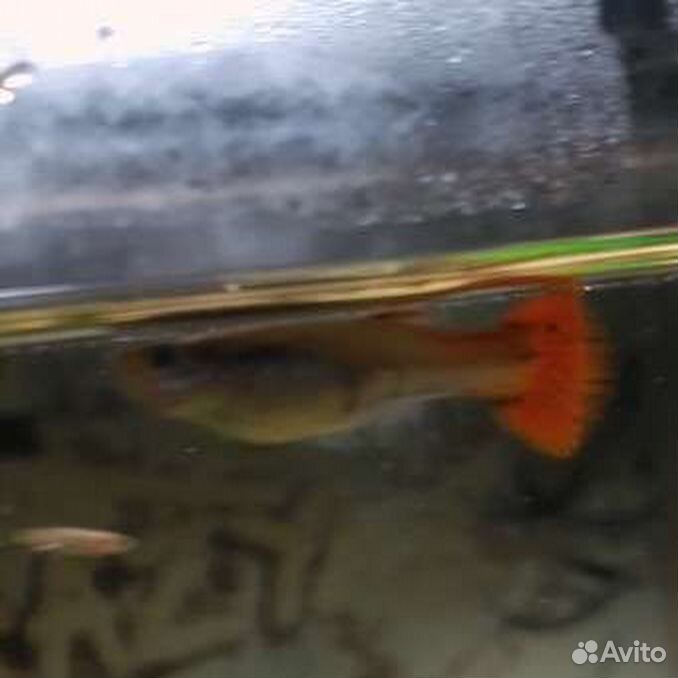 Две самки гуппи