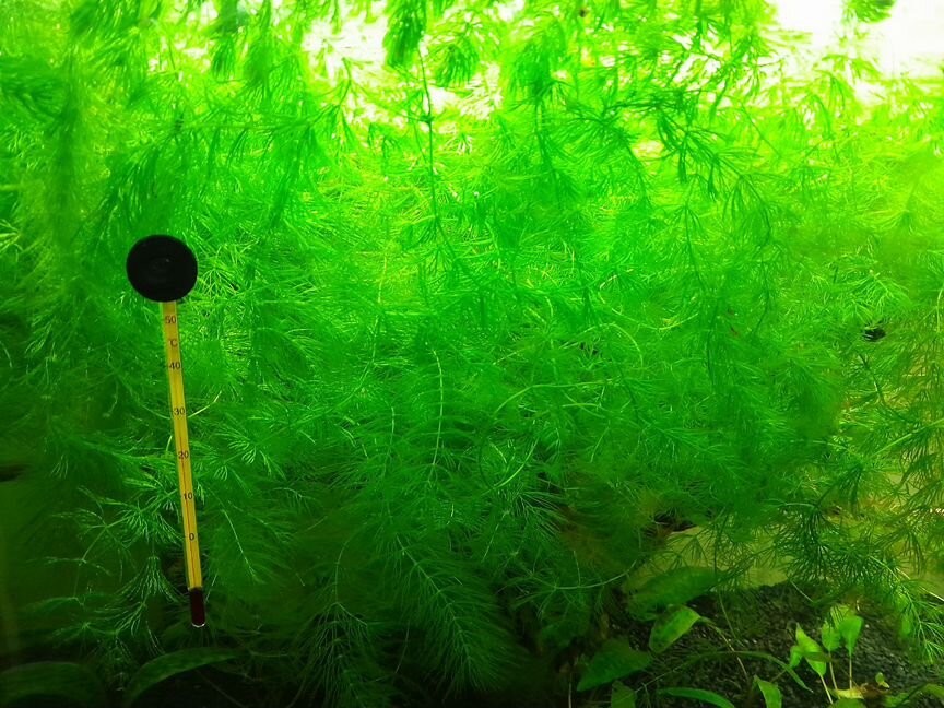 Роголистник в аквариум