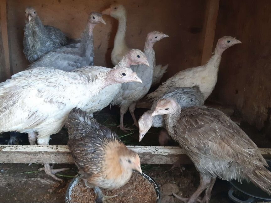 Индюки домашние,Гусь датский,Цыплята