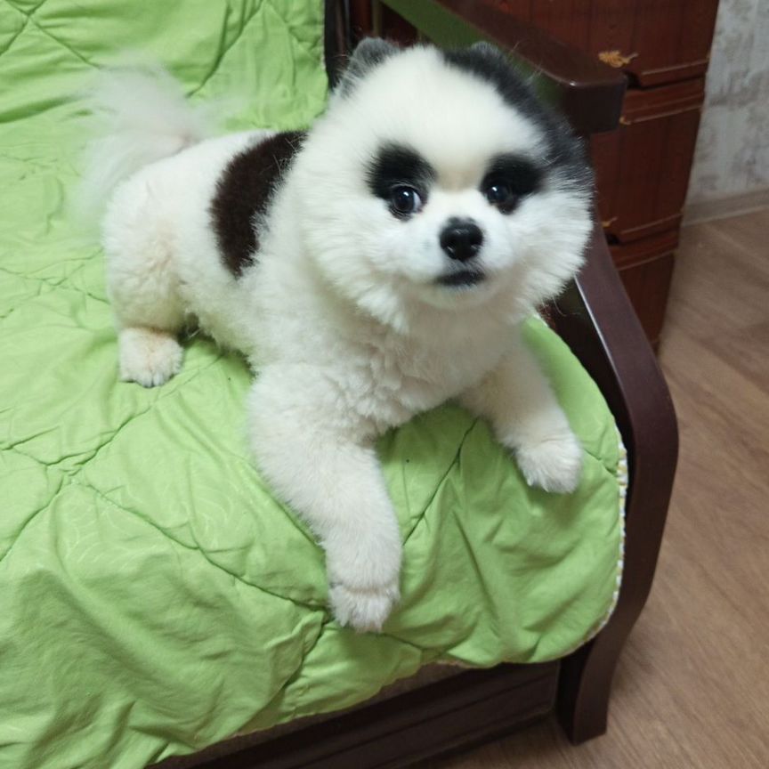 Померанский шпиц, взрослый пёс