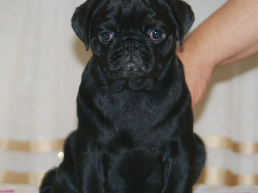 Ляля и Лилит