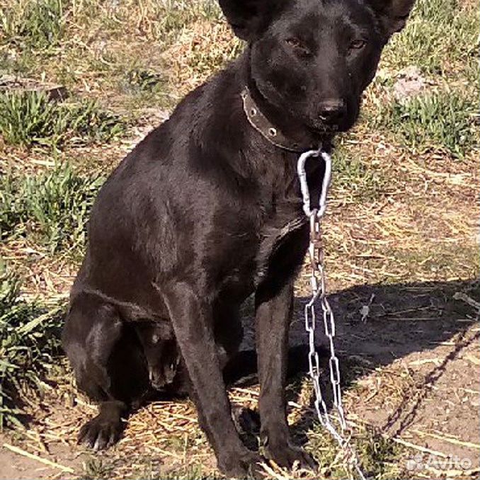 Собака Ночка в добрые руки