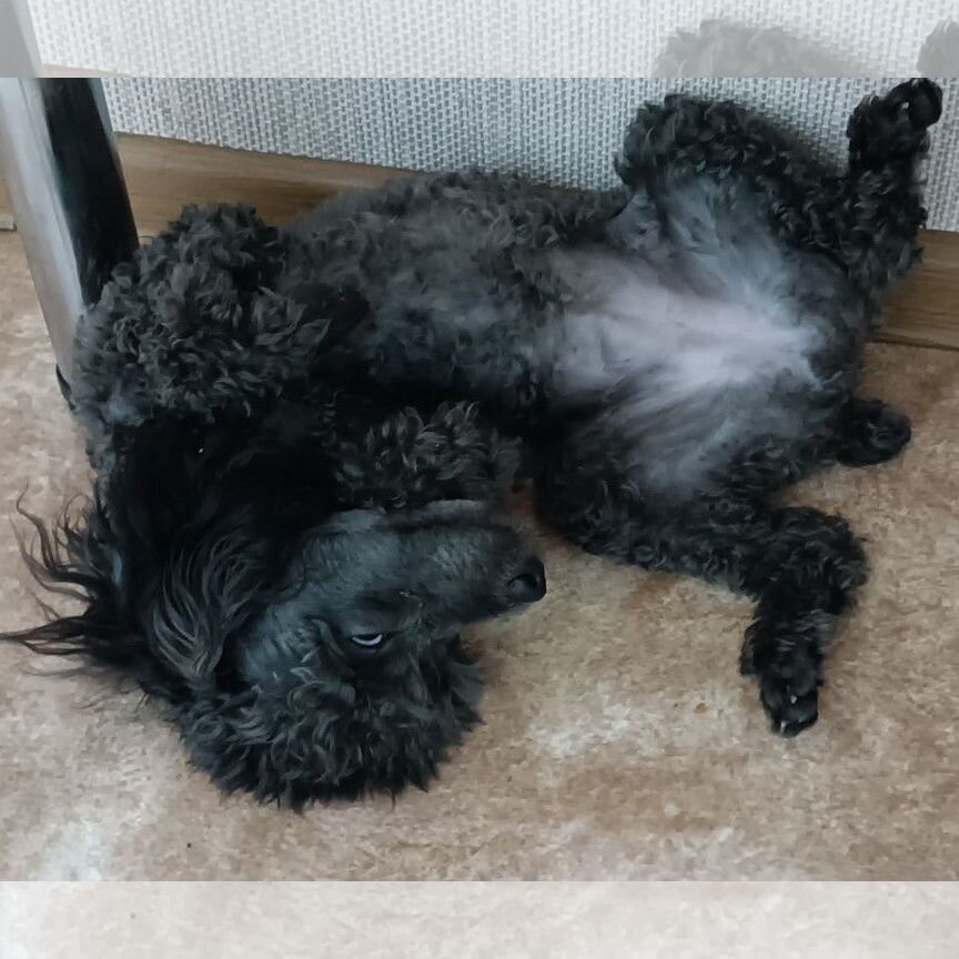 Той-пудель, щенок