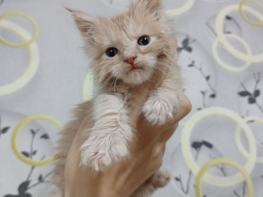 Мейн-кун, котенок, редкий окрас, рысенок, мейкун