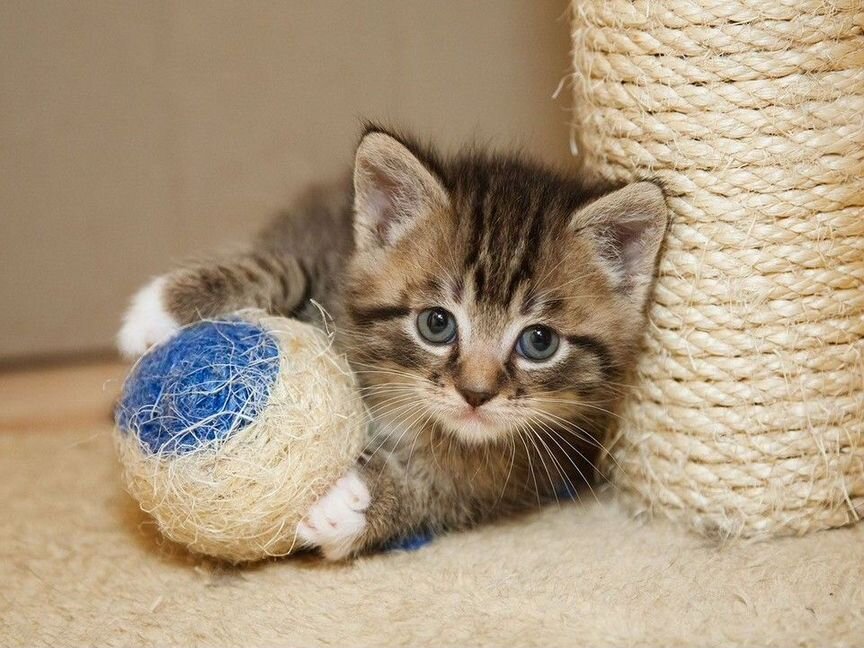 Котёнок, котятки ищут семью