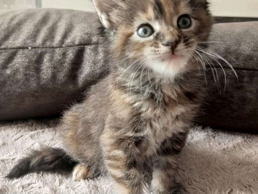 Котята мейн-кун