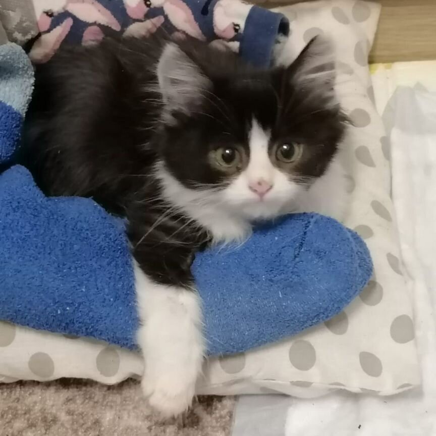 Котенок девочка