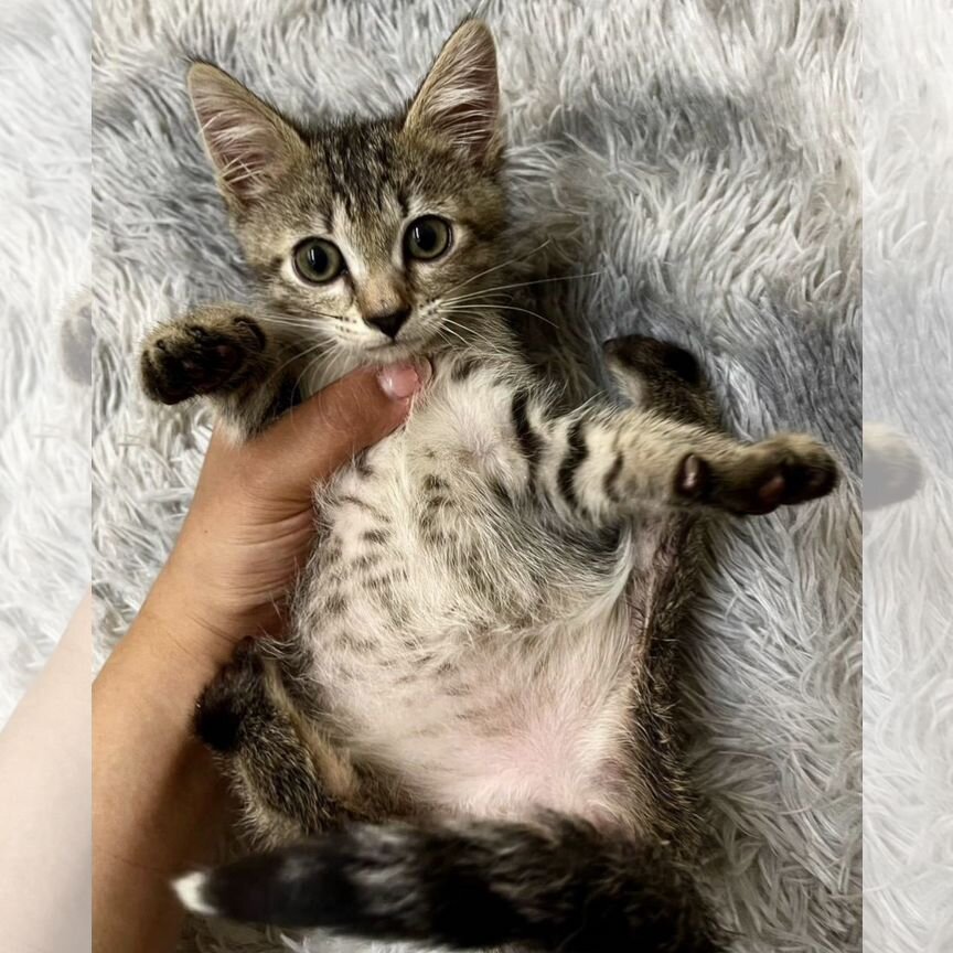Котенок