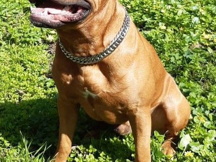 Стаффорд на вязку