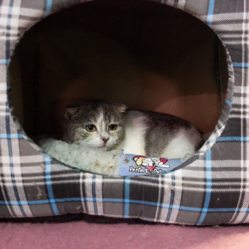 Шотландская кошечка в добрые руки