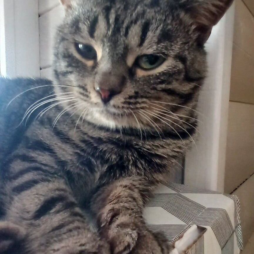 Кот