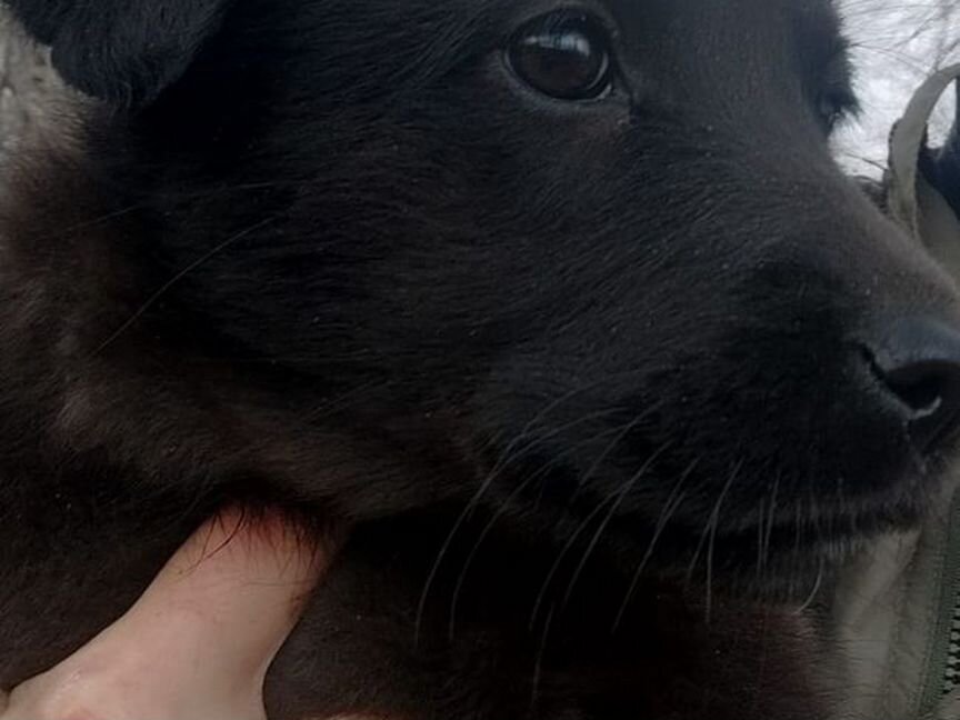 Лапушками, малышка ждёт своего человека