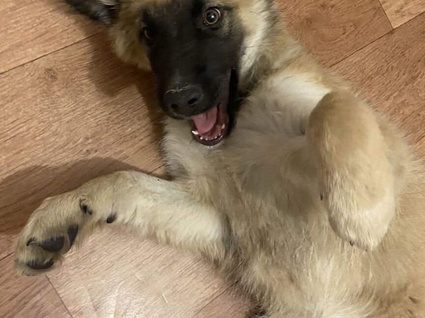 Собака в добрые руки щенок помесь малинуа