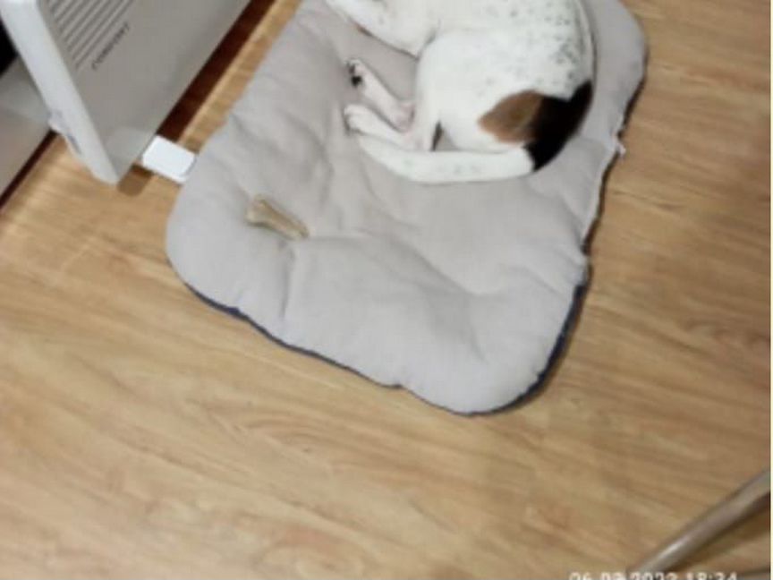 Отдам собаку