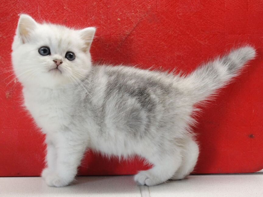 Британские мраморные котята