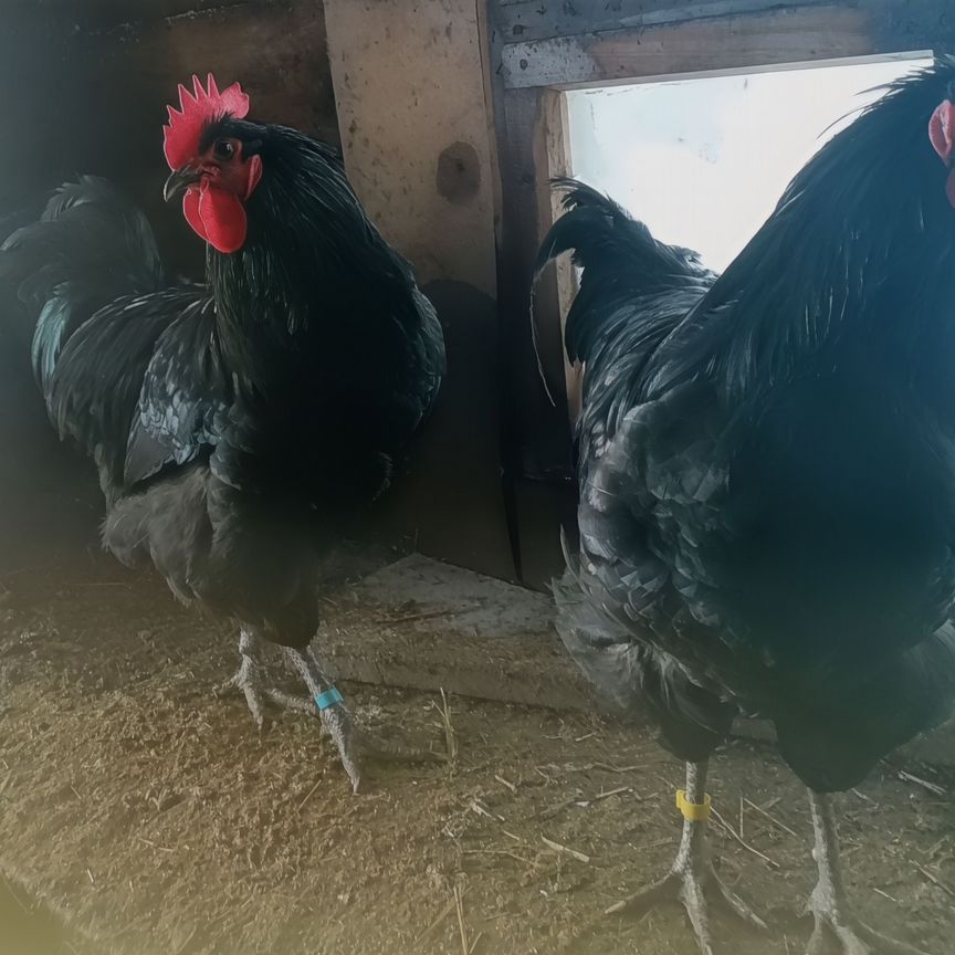 Молодые петухи