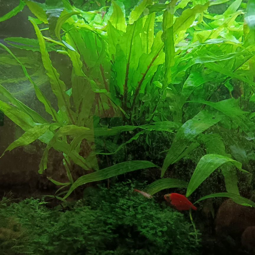 Водоросли в пресноводный аквариум большой пучок