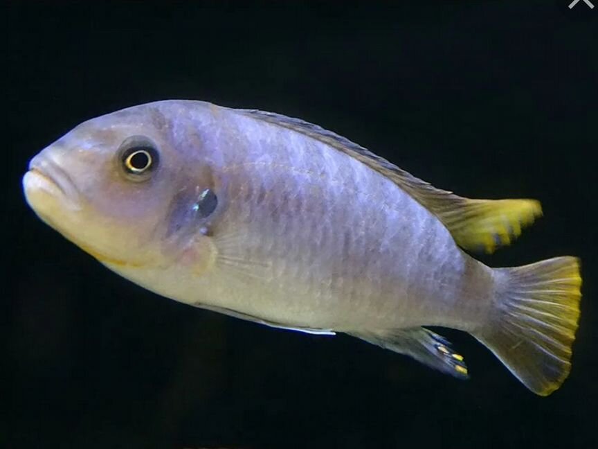 Псевдотрофеус зебра