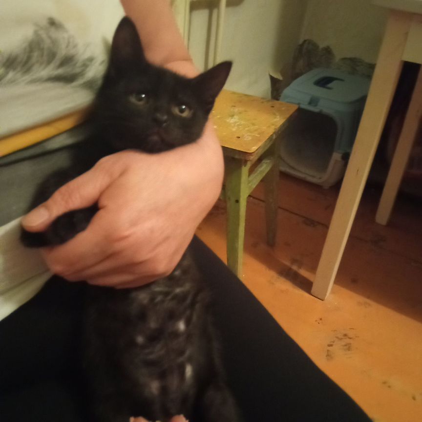 Черныш в добрые руки