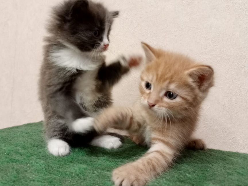 Котенок котята