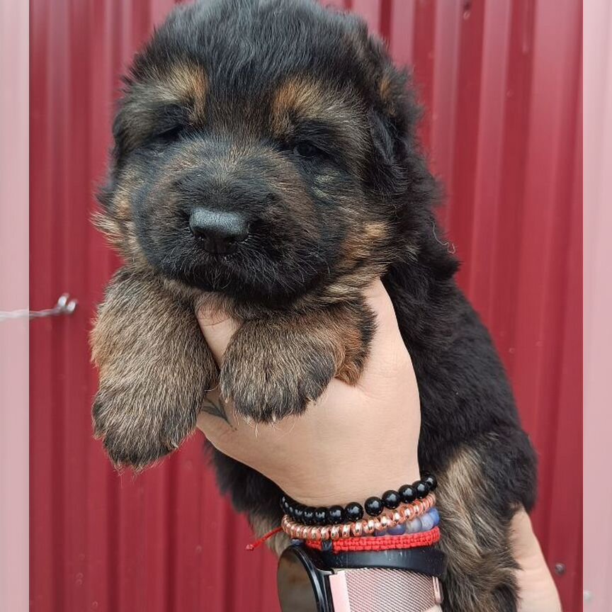 Немецкая овчарка, щенок