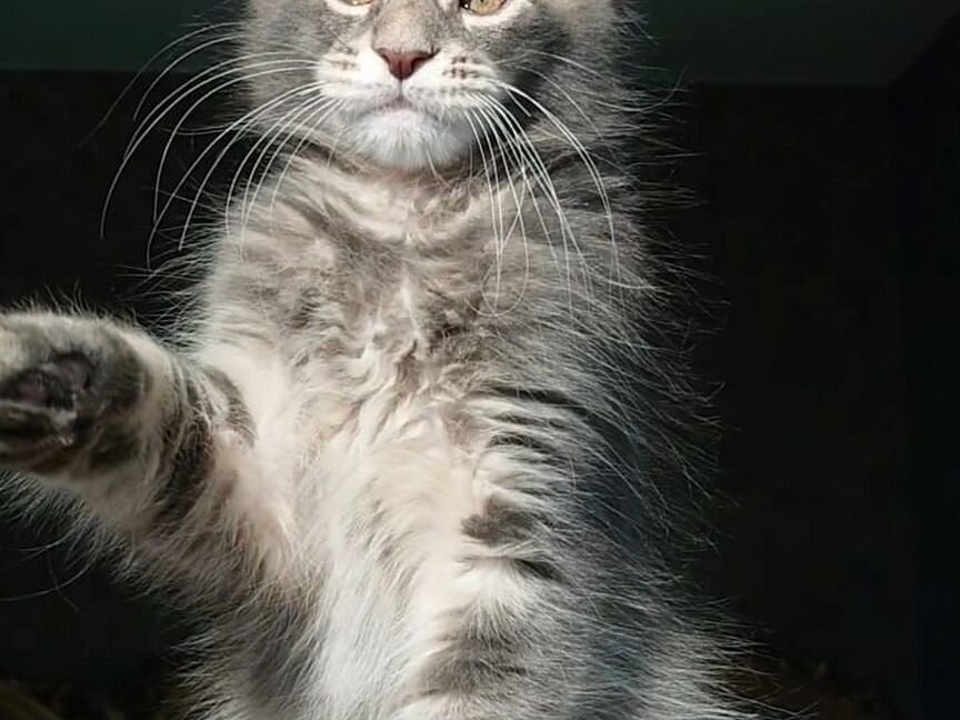 Котик мейн-кун