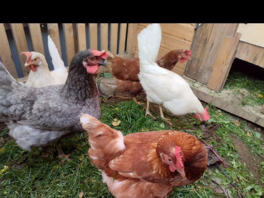 Куры несушки