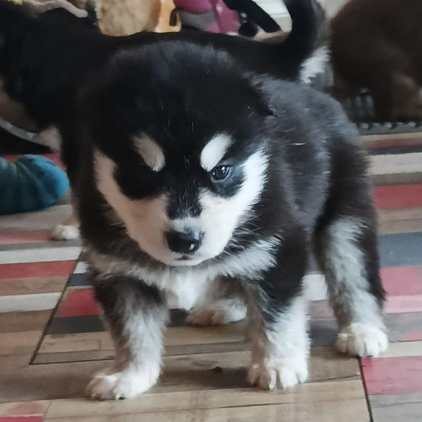 Сибирский хаски, щенок