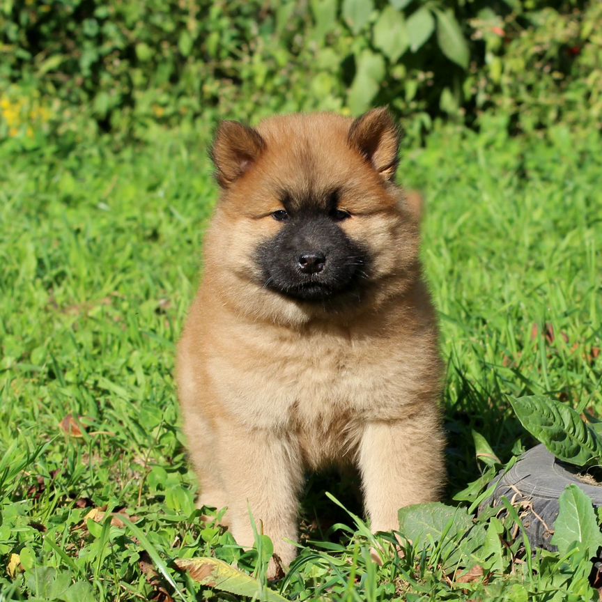 Щенки евразиера