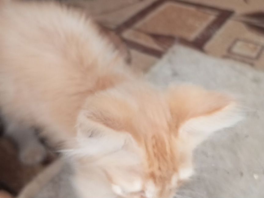 Котенок