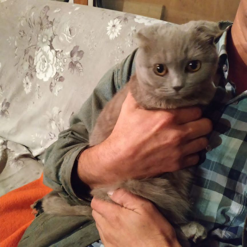 Шотландская