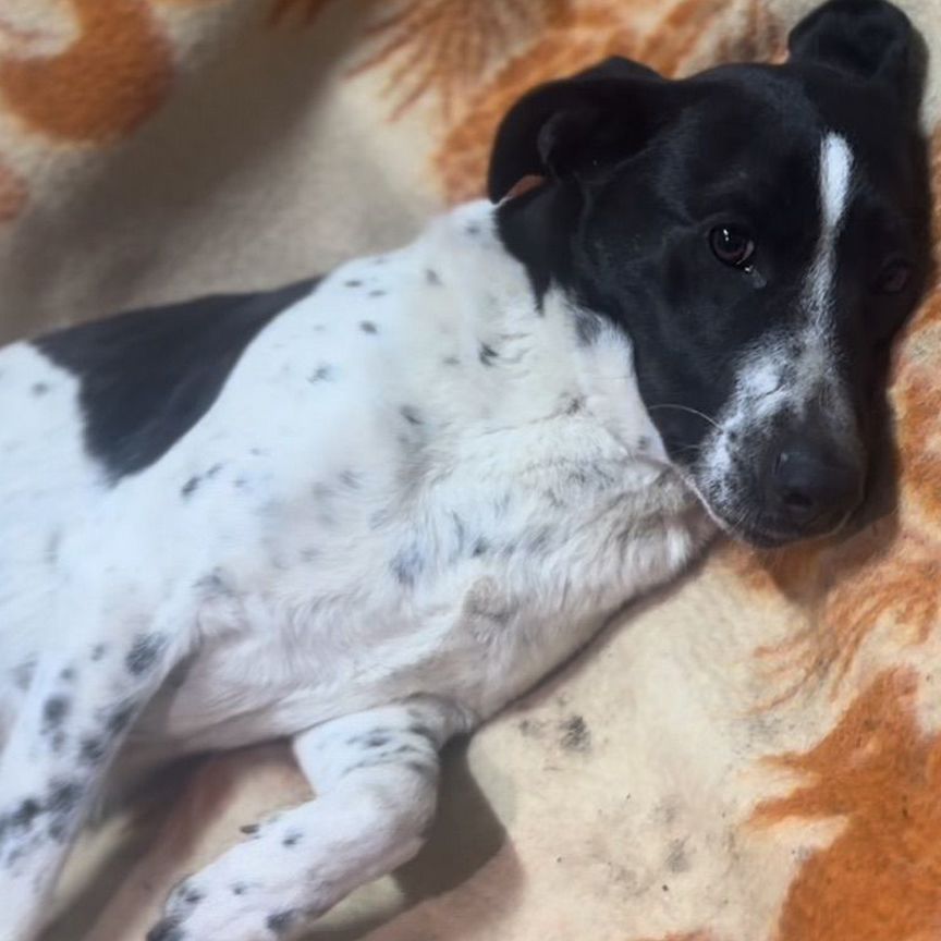 Собака в добрые руки