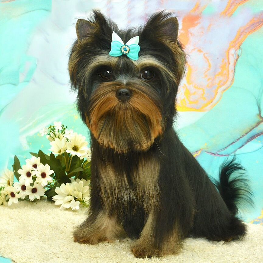 Цветной йорк девочка