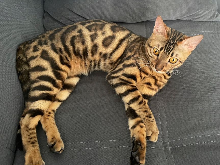 Бенгальская кошка