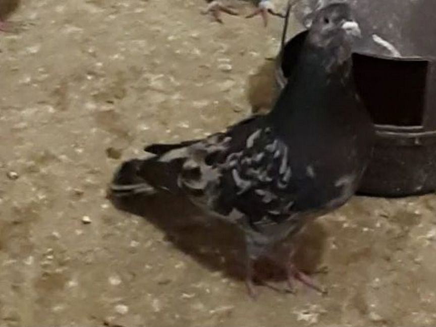 Бакинские голуби