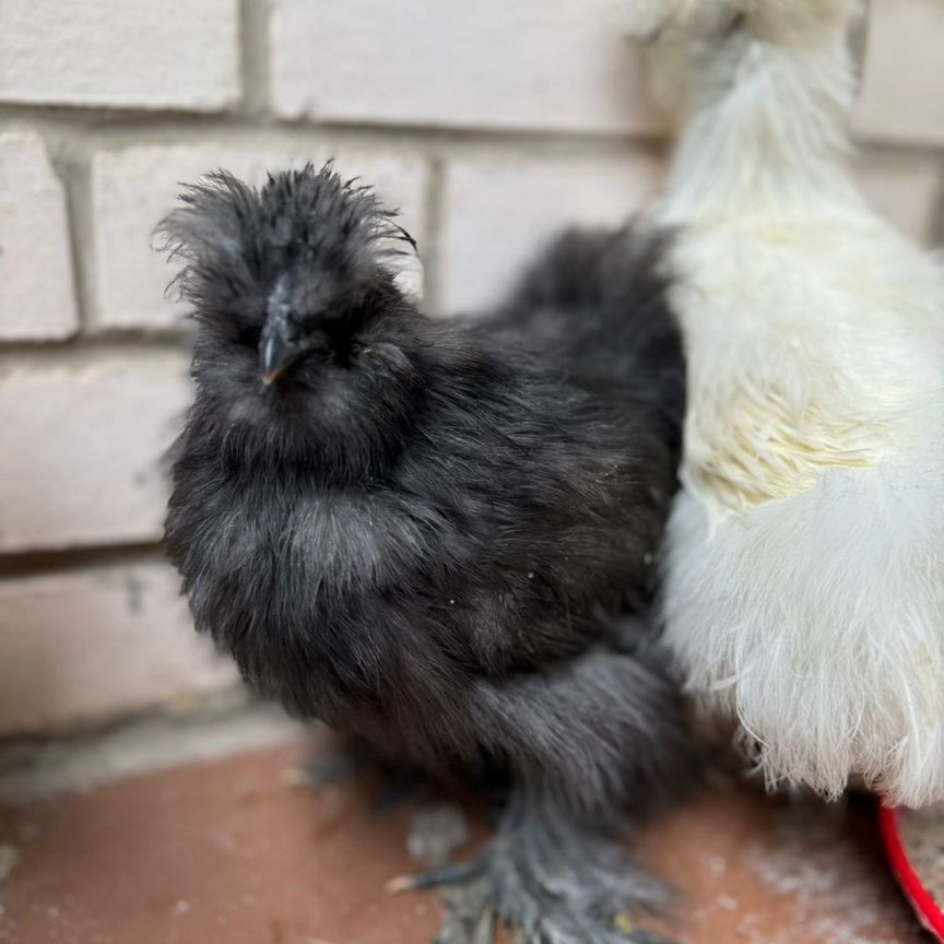 Продам цыплят Китайские шелковые (Америка )