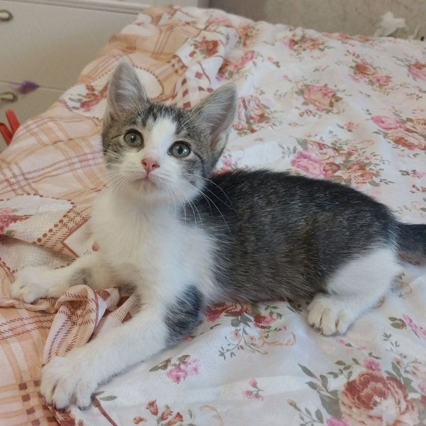 Симпатичный Фунтик (2 мес.) в добрые руки