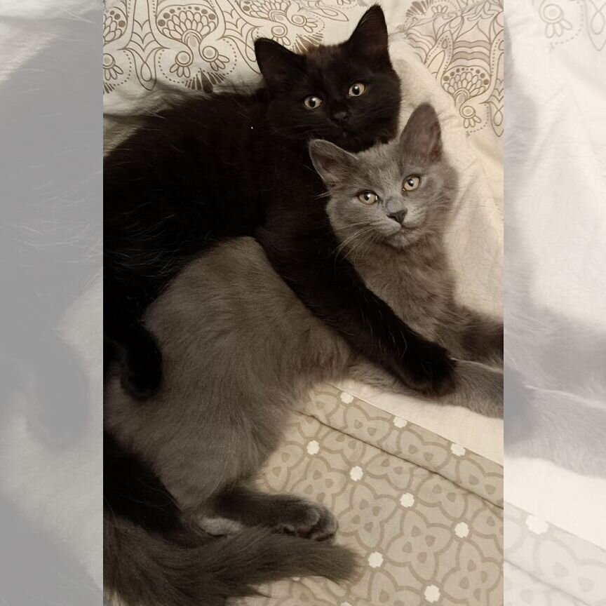 Котята