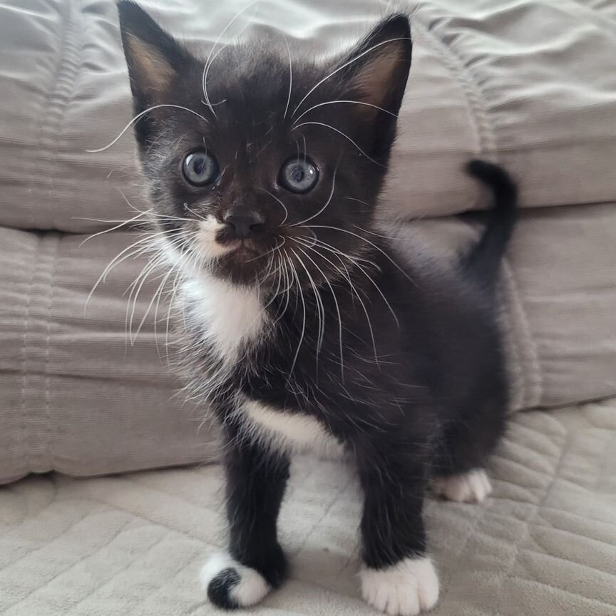 Сибирский котёнок