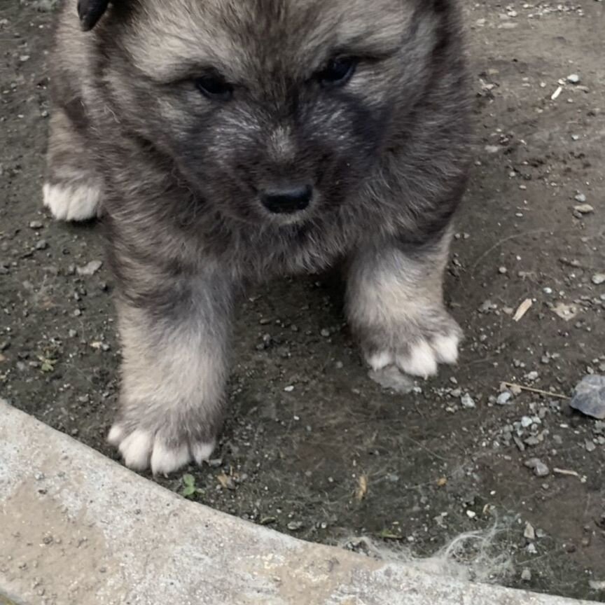 Щенки сибирской хаски