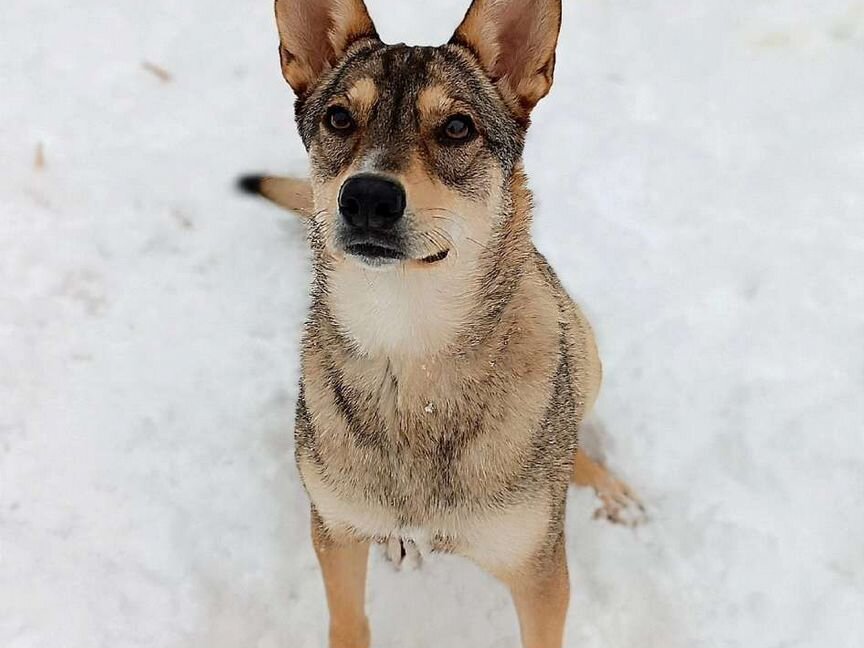 Собака в добрые руки
